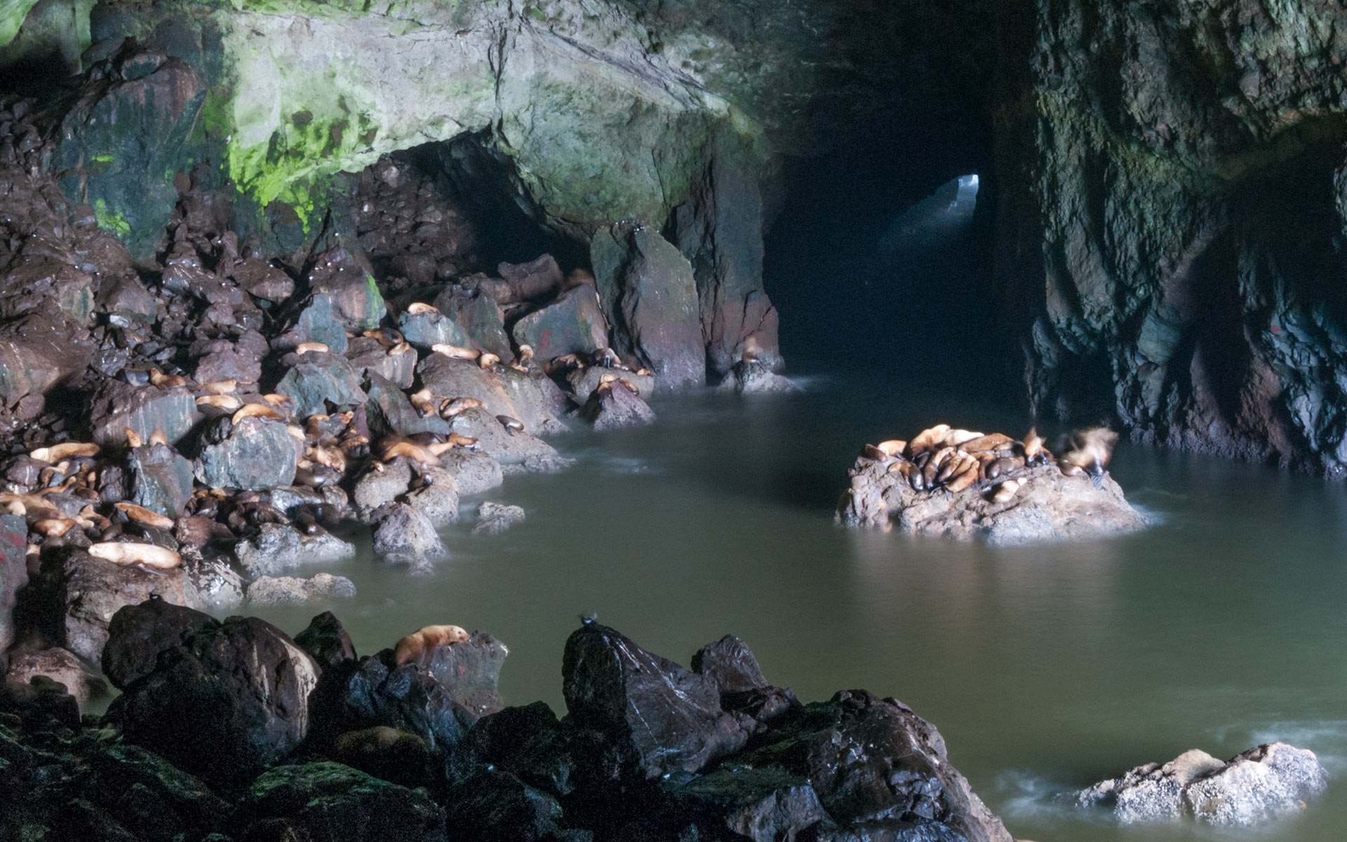 The Sea Lion Caves in Florence, Oregon: Interesting Facts - Enter the Caves