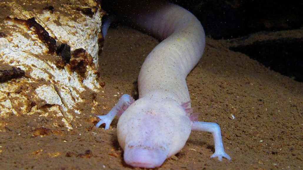 9 Unique Cave Animals To Look For On Your Next Trip - Enter the Caves