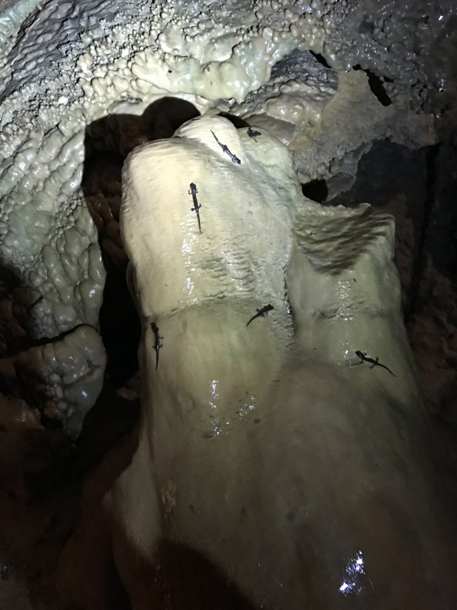 Raccoon Mountain Caves: The Most Fun Site in Chattanooga - Enter the Caves