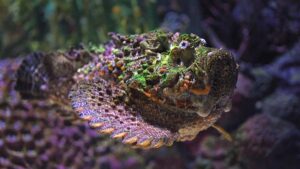 The Reef Stonefish: The Master of Disguise and Silent Killer - Enter ...