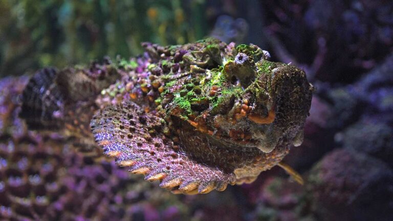 The Reef Stonefish: The Master of Disguise and Silent Killer - Enter ...