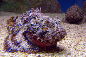 The Reef Stonefish: The Master of Disguise and Silent Killer - Enter ...